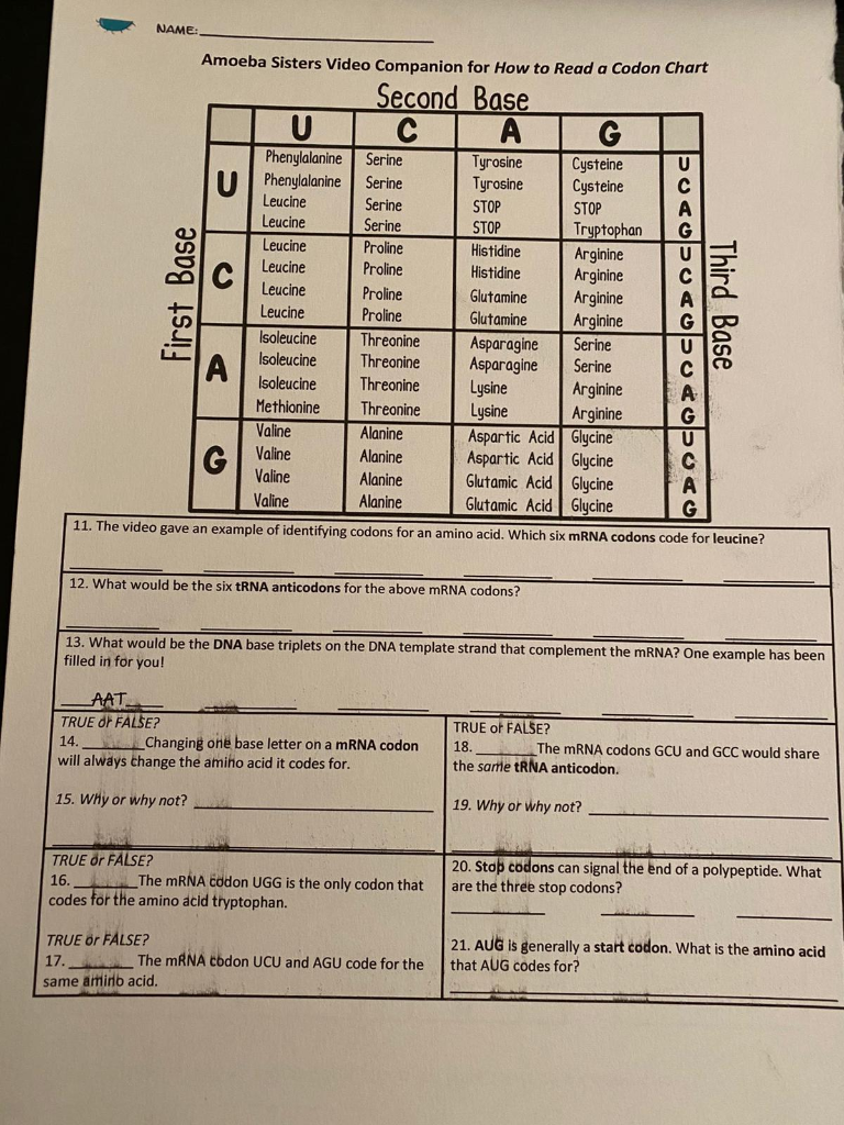 Amoeba Sisters How To Read A Codon Chart Answer Key Portal Tutorials