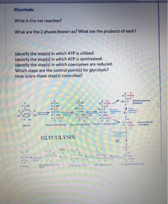 Solved Glycolysis What is the net reaction? What are the 2 | Chegg.com