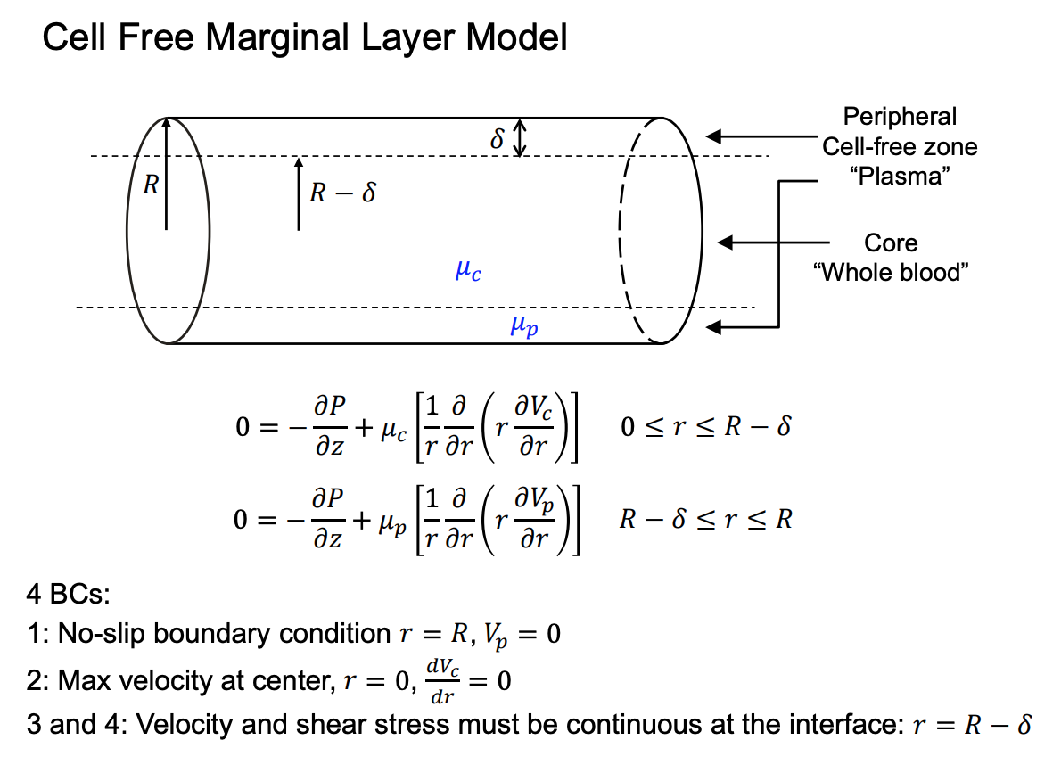 Solved Cell Free Marginal Layer Model 8 I Peripheral | Chegg.com