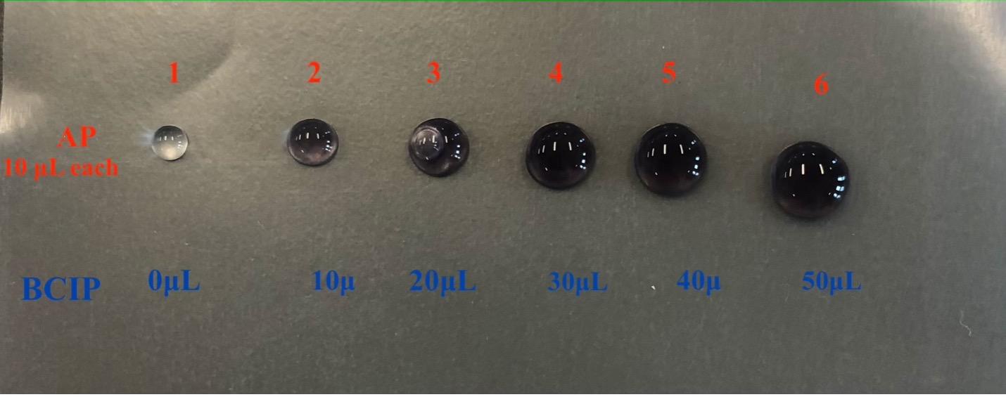Solved Questions on biochemistry lab on : BCIP + AP | Chegg.com