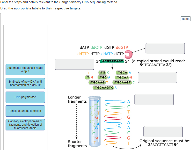 Solved Correctly label the events occurring in a typical SOS | Chegg.com
