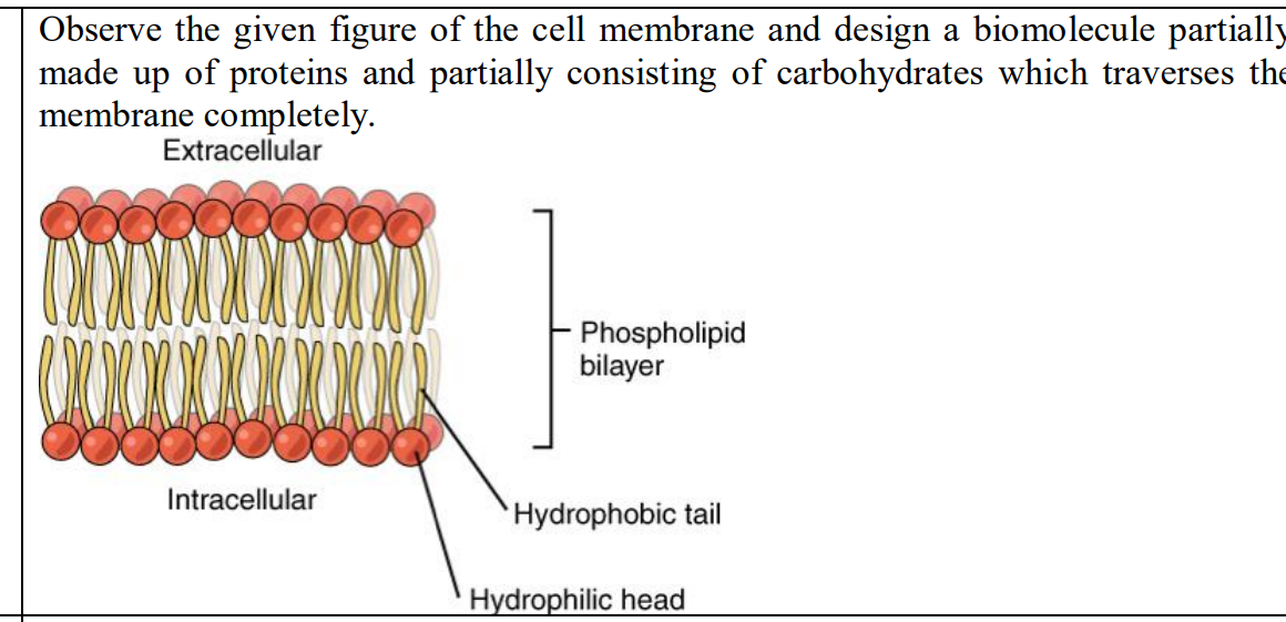 Solved Observe the given figure of the cell membrane and | Chegg.com