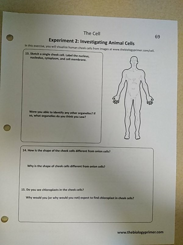 Animal Cheek Cell Experiment : Lab Microscope With Cells Cheek Cell Doc ...