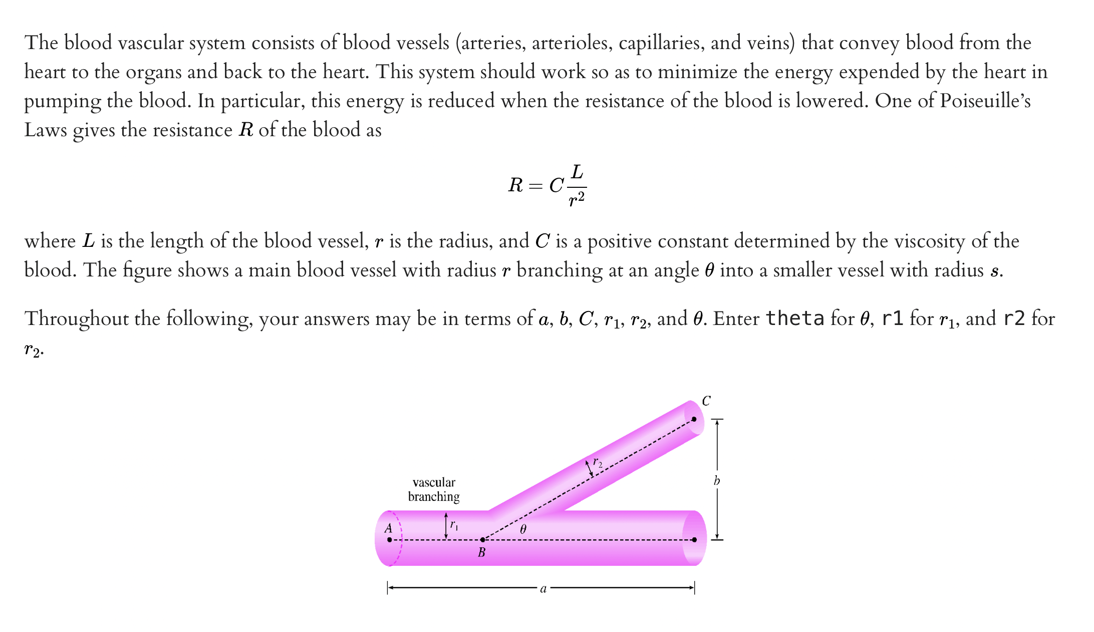 Solved The blood vascular system consists of blood vessels | Chegg.com