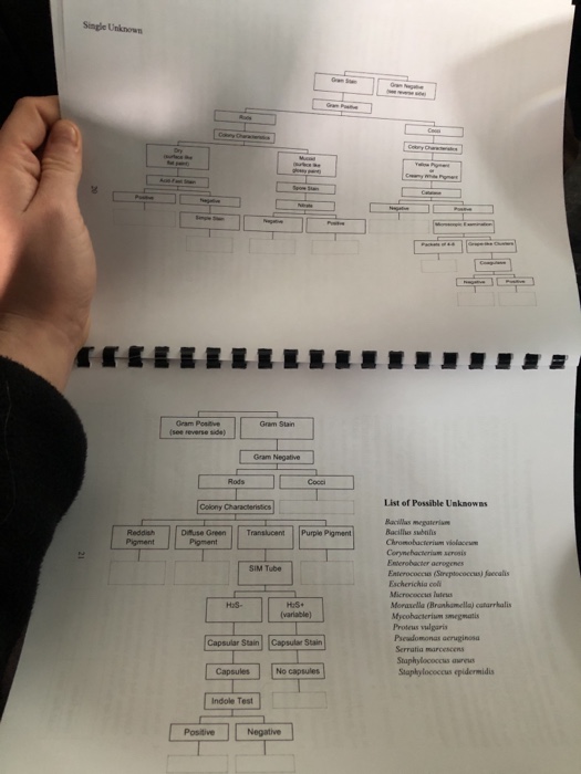 Gram Positive Rods Flowchart