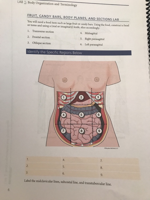 Solved 1 Body Organization And Terminology Match The Chegg