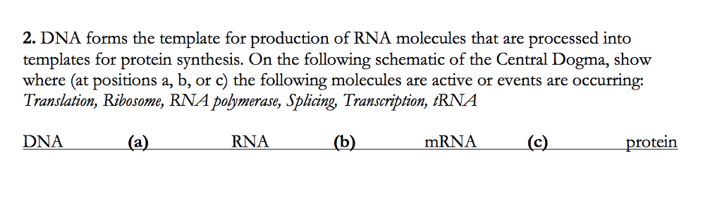 Solved 2. DNA forms the template for production of RNA | Chegg.com
