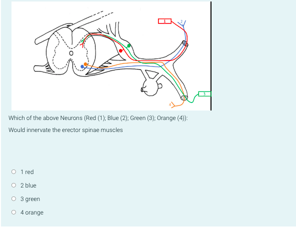 Which of the above Neurons (Red (1); Blue (2); Green | Chegg.com