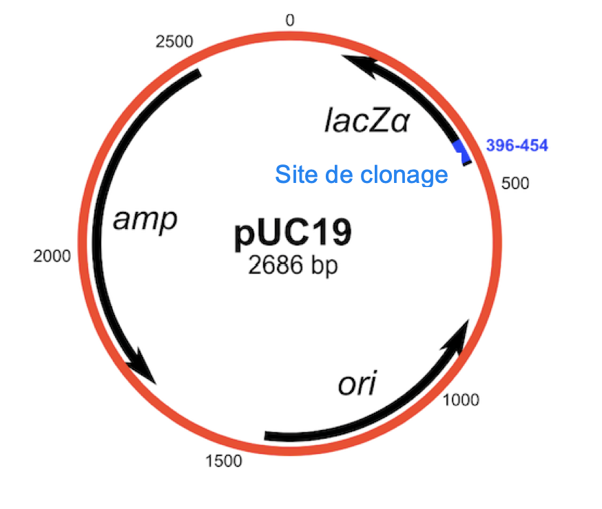 Solved The pUC19 vector is commonly used for molecular | Chegg.com