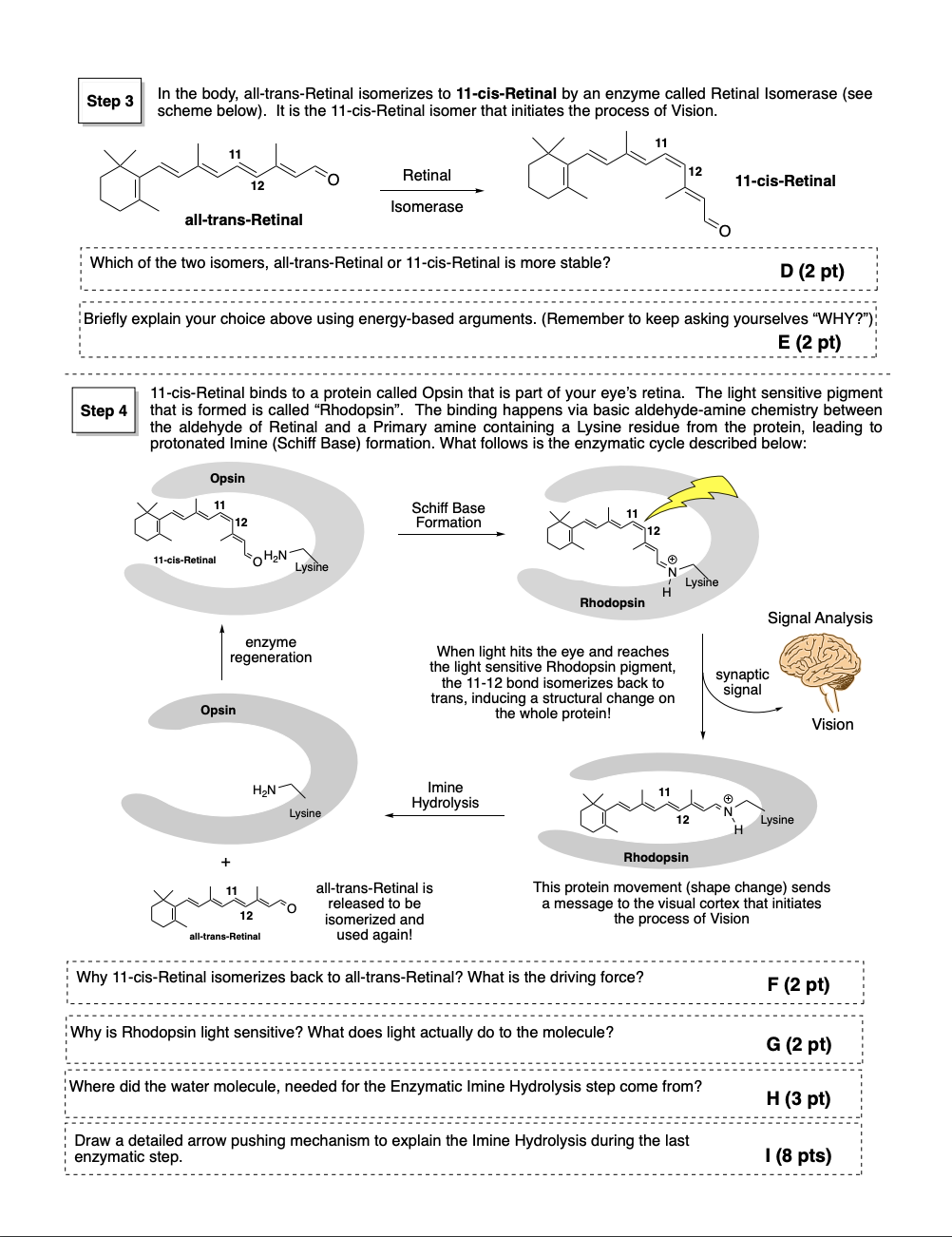 Solved Step 3 In The Body All Trans Retinal Isomerizes To