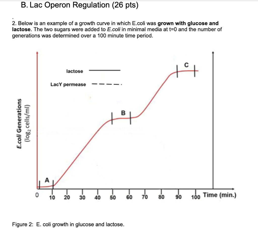 Solved B. Lac Operon Regulation (26 pts) 2. Below is an | Chegg.com