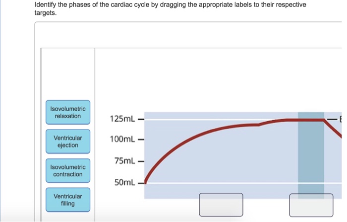 Solved Part D Arrange these images of the phases during the | Chegg.com