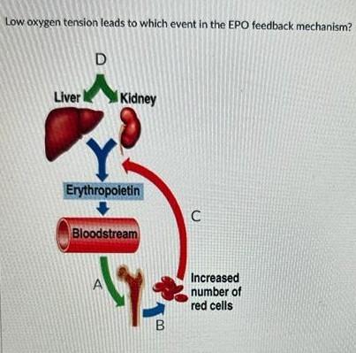 Solved Low oxygen tension leads to which event in the EPO | Chegg.com