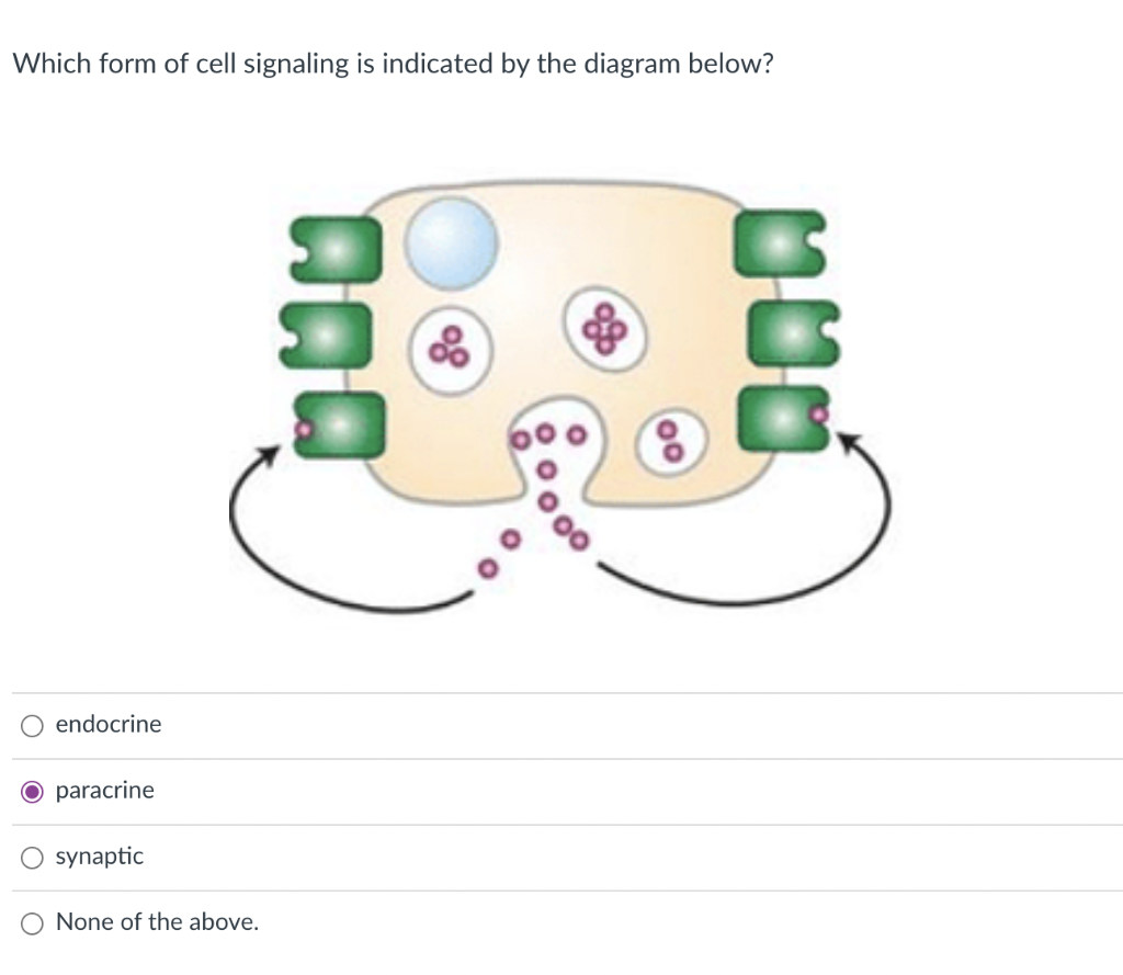 Solved In G protein coupled receptor signaling pathways, | Chegg.com