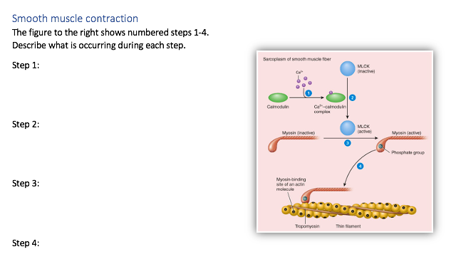 Solved Smooth muscle contraction The figure to the right | Chegg.com