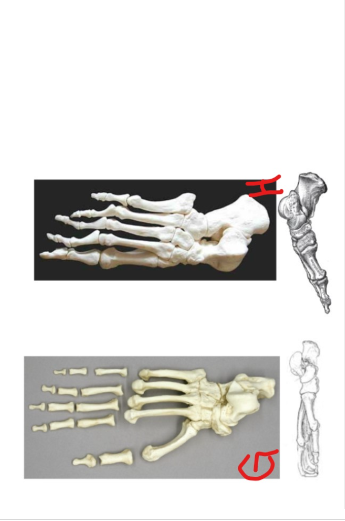 Solved Each image includes a part of the skeleton from a | Chegg.com