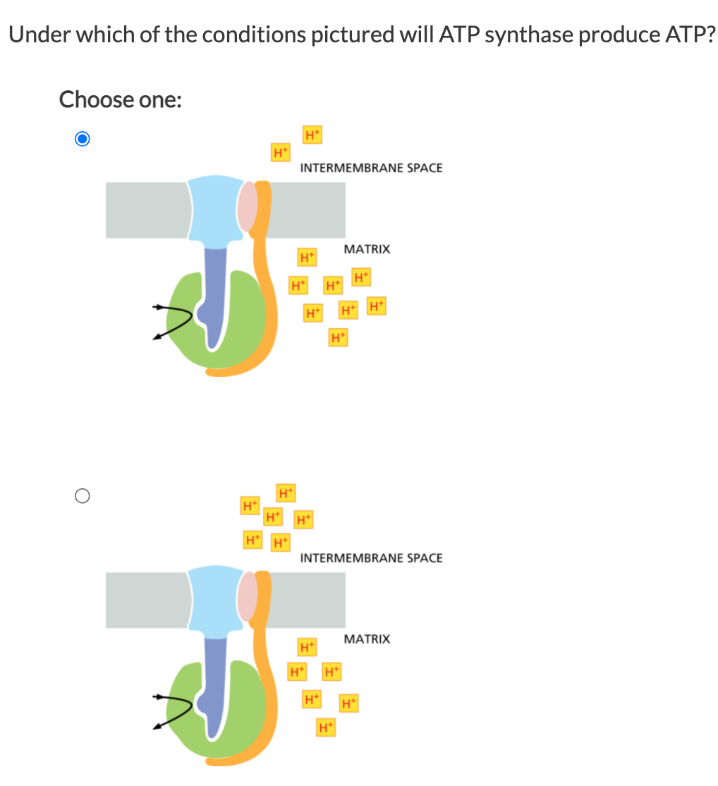 Solved Under which of the conditions pictured will ATP | Chegg.com