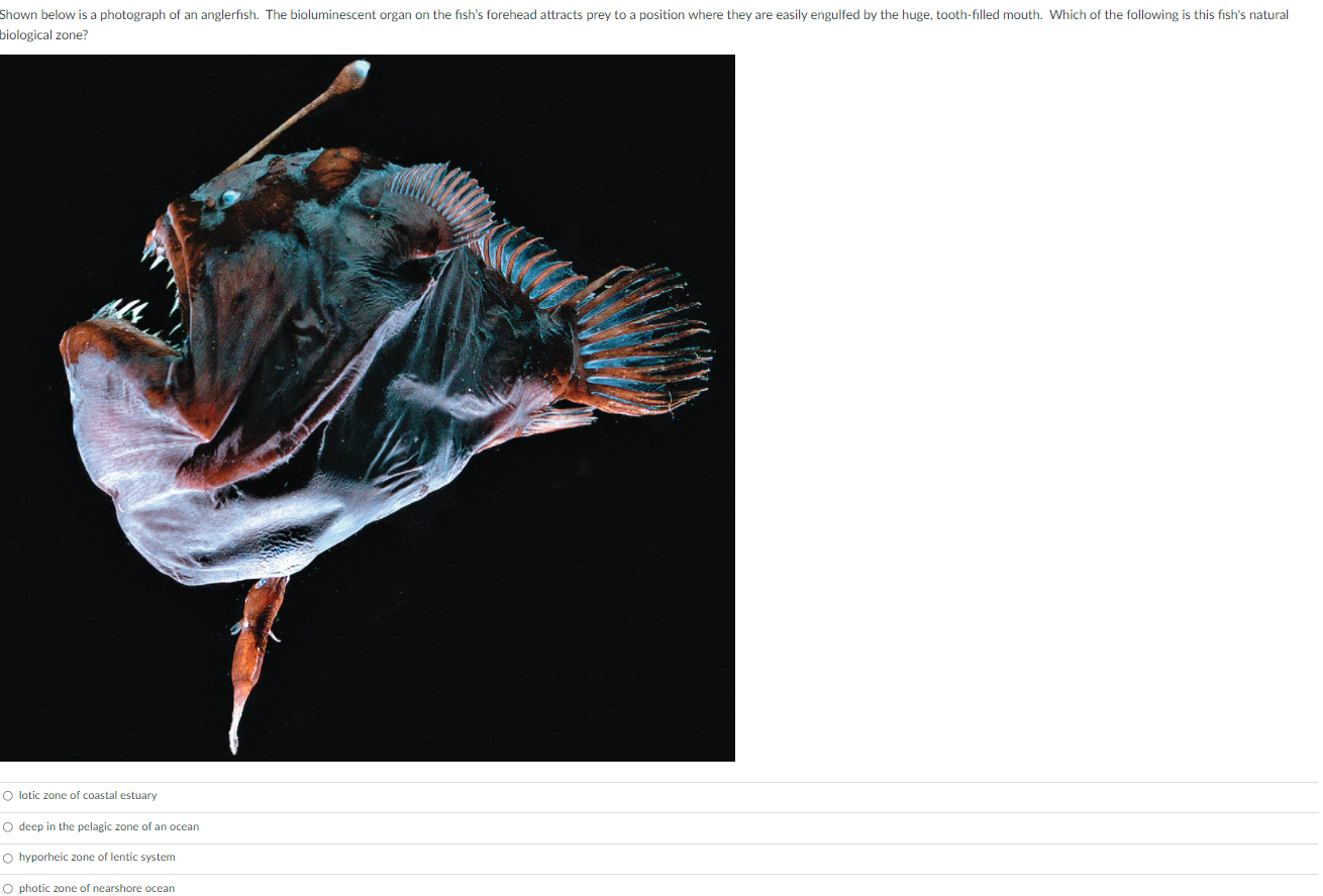 Solved Shown below is a photograph of an anglerfish. The | Chegg.com