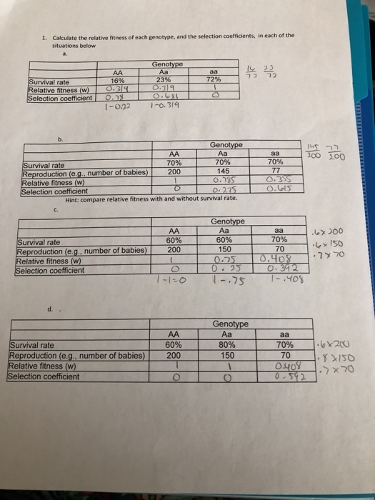 Solved Calculate the relative fitness of each genotype, and | Chegg.com