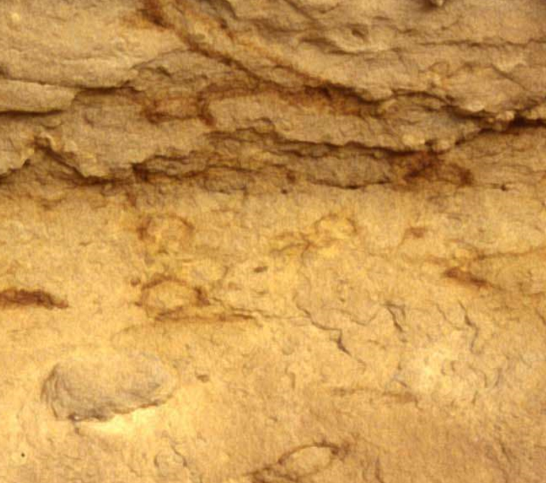 Solved Hi I need some help identifying the ichnogenus in | Chegg.com