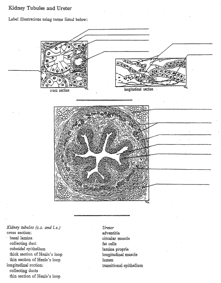 Solved Kidney Tubules and Ureter PLEASE LABEL ON THE | Chegg.com