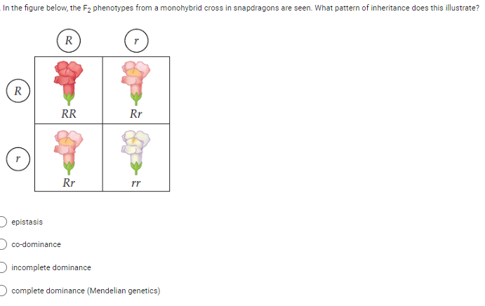 Solved In the figure below, the F2 phenotypes from a | Chegg.com
