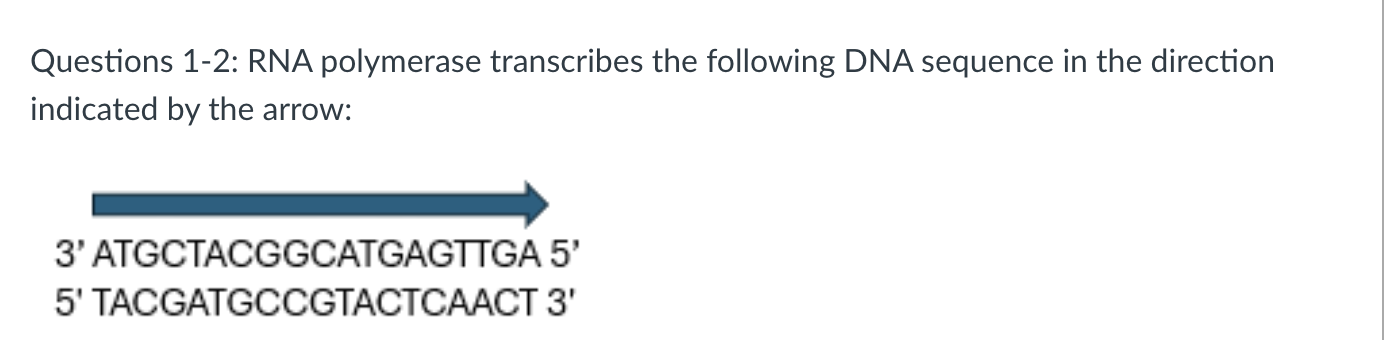 Solved Questions 1-2: RNA polymerase transcribes the | Chegg.com