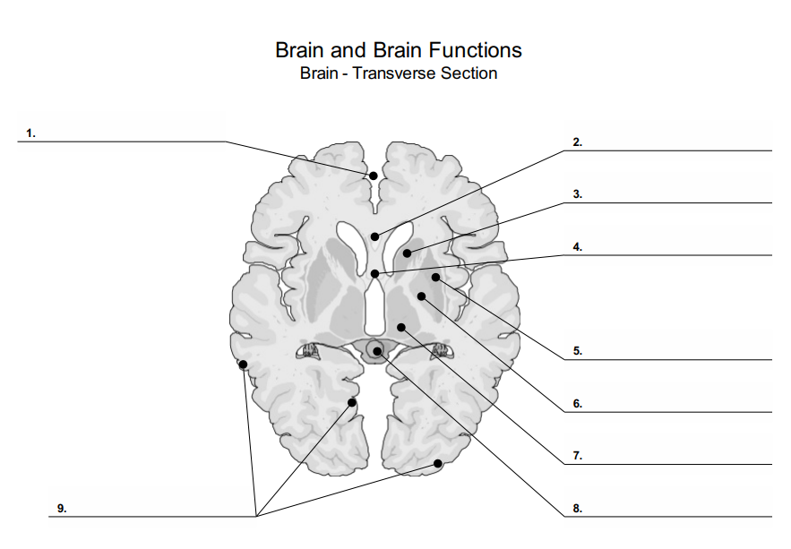 Solved Brain and Brain Functions Brain - Transverse Section | Chegg.com