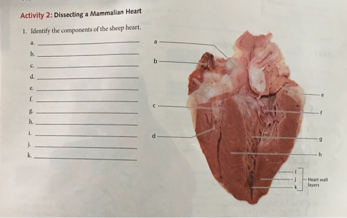 Solved Activity 2: Dissecting a Mammalian Heart 1. Identify | Chegg.com