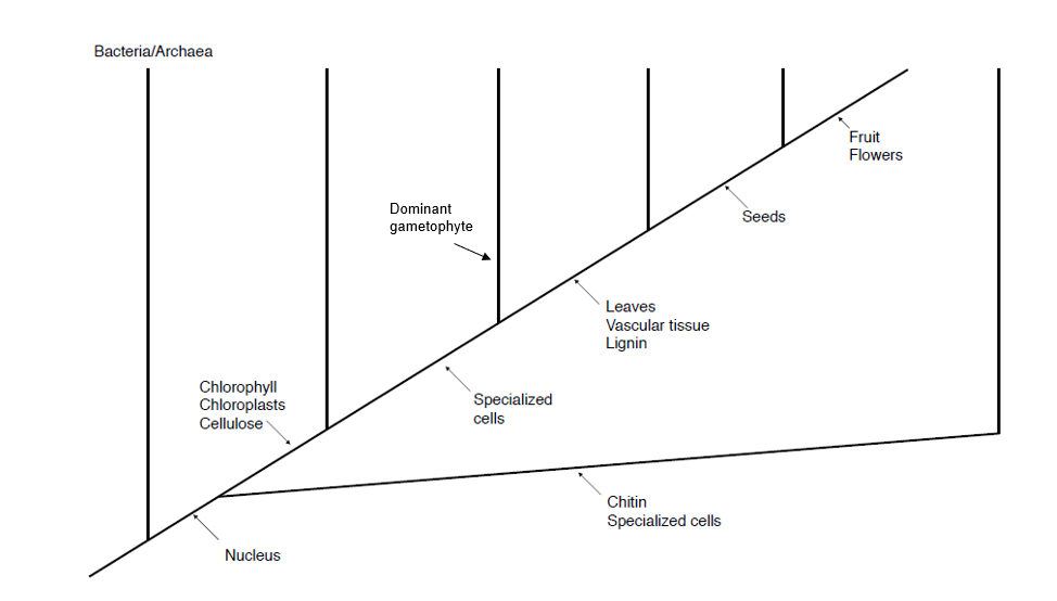 Solved Complete the attached cladogram by classifying each | Chegg.com Solved Complete the attached cladogram by classifying each | Chegg.com