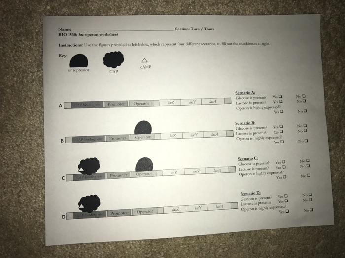 Na Section: Tues/Thurs BIO 1530: ac operon worksheet | Chegg.com