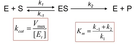 Solved k K2 E + S ES E + P k.1 Given: kcat for the Enzyme is | Chegg.com