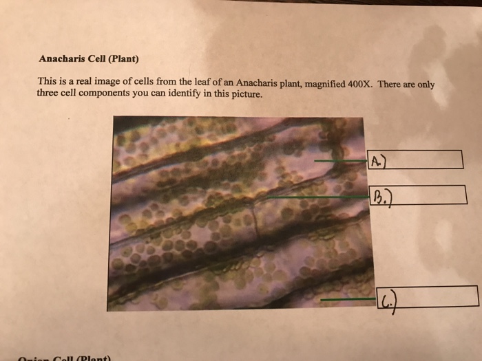 Solved Anacharis Cell (Plant) This is a real image of cells | Chegg.com