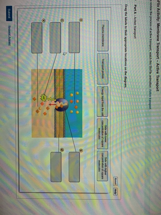 Solved Flix Activity: Membrane Transport-Active Transport | Chegg.com Solved Flix Activity: Membrane Transport-Active Transport | Chegg.com