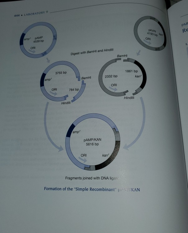 Solved ments of PAMP and PKAN DISCUSSION Ligation of the | Chegg.com