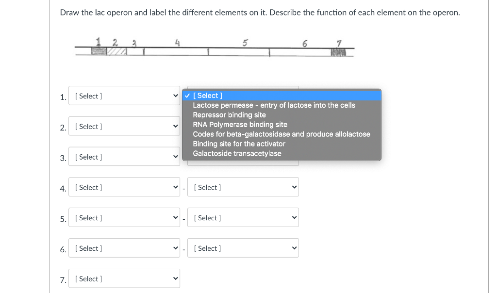 Solved Draw the lac operon and label the different elements | Chegg.com