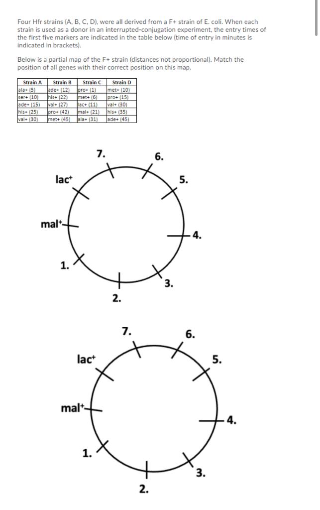 Four Hfr strains (A, B, C, D), were all derived from | Chegg.com