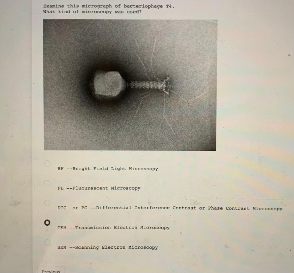 Solved Examine this micrograph of Synecococcus elongatus. | Chegg.com