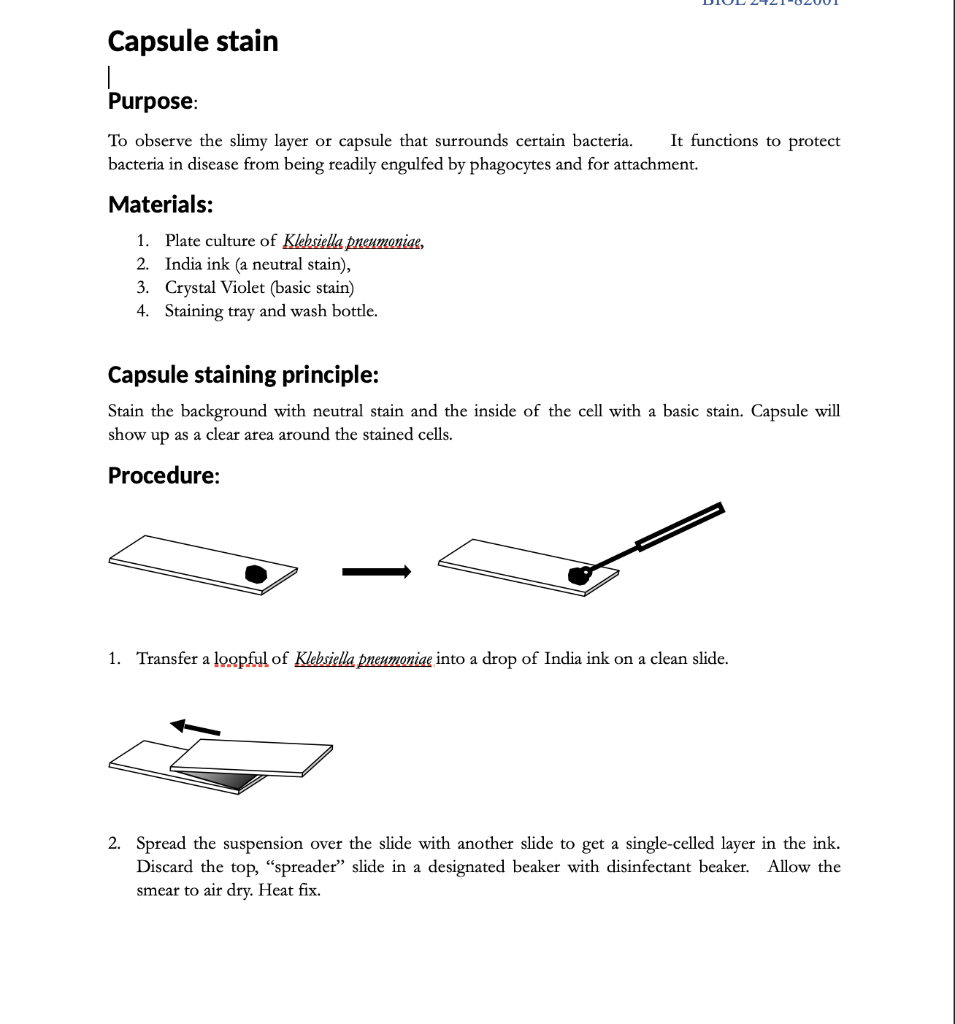 Solved Capsule stain Purpose: To observe the slimy layer or | Chegg.com