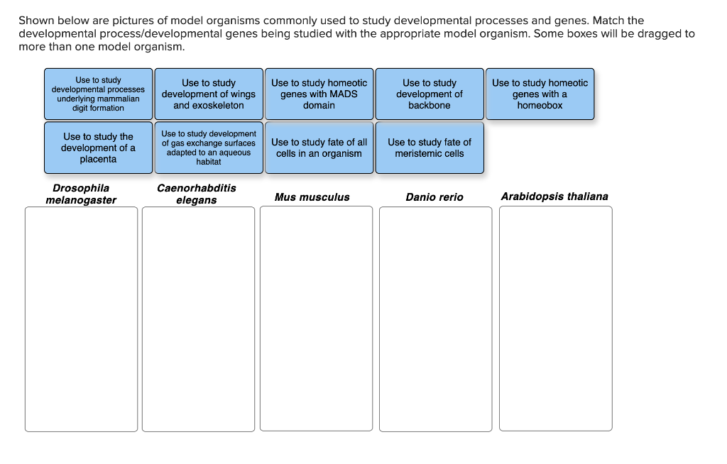 Solved Shown below are pictures of model organisms commonly | Chegg.com