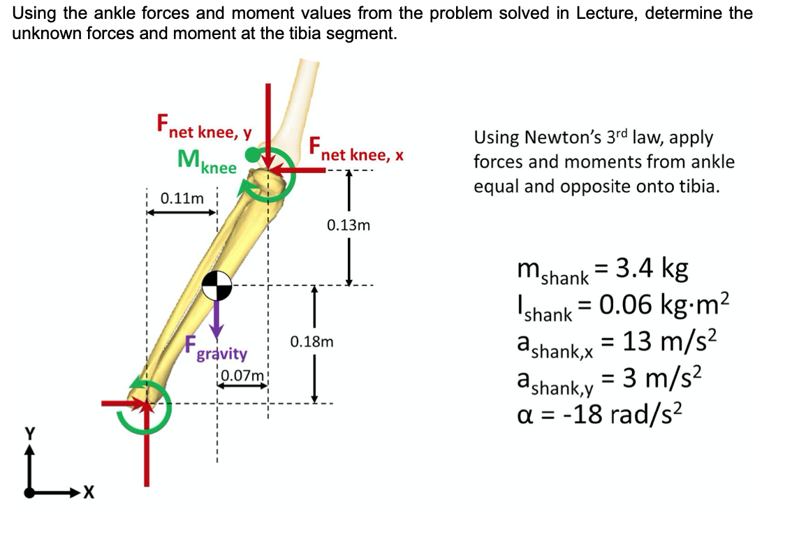 Using the ankle forces and moment values from the | Chegg.com