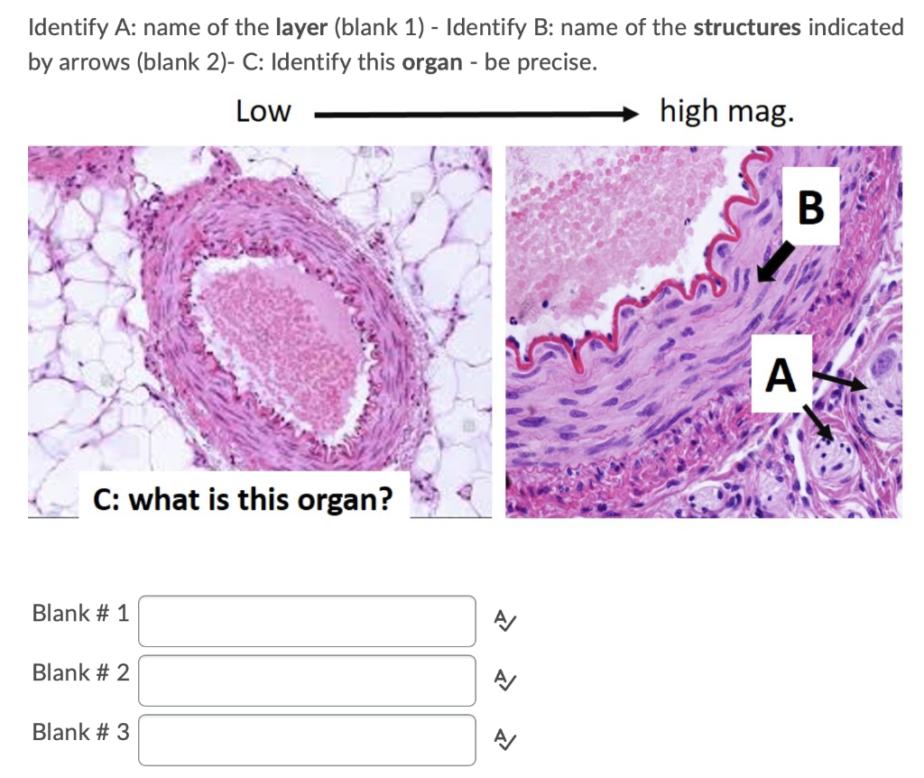 Solved Identify A: name of the layer (blank 1) - Identify B: | Chegg.com