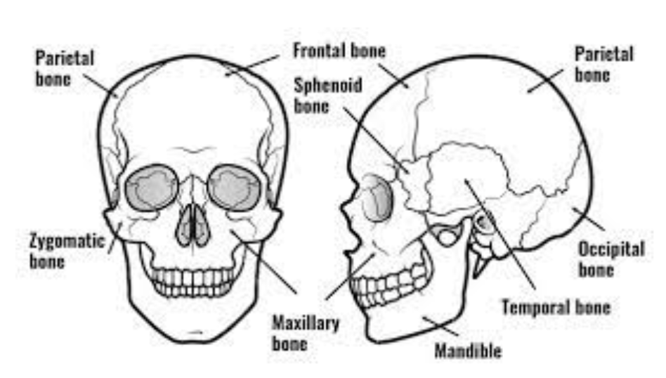 Solved ANTHROPOLOGY Thinking back to the skull comparison | Chegg.com