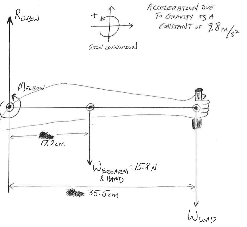 Solved Biomechanics Homework Assignment Consider a male | Chegg.com