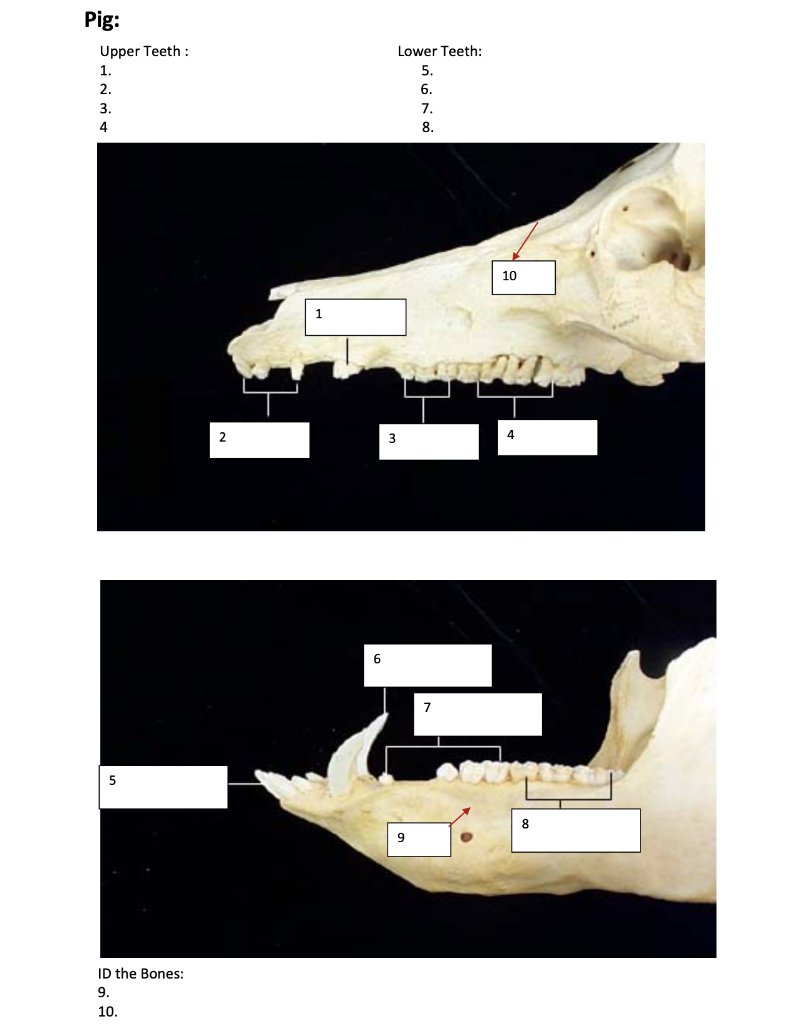 Solved Pig: Upper Teeth: 1. 2. 3. 4 Lower Teeth: 5. 6. 7. 8. | Chegg.com