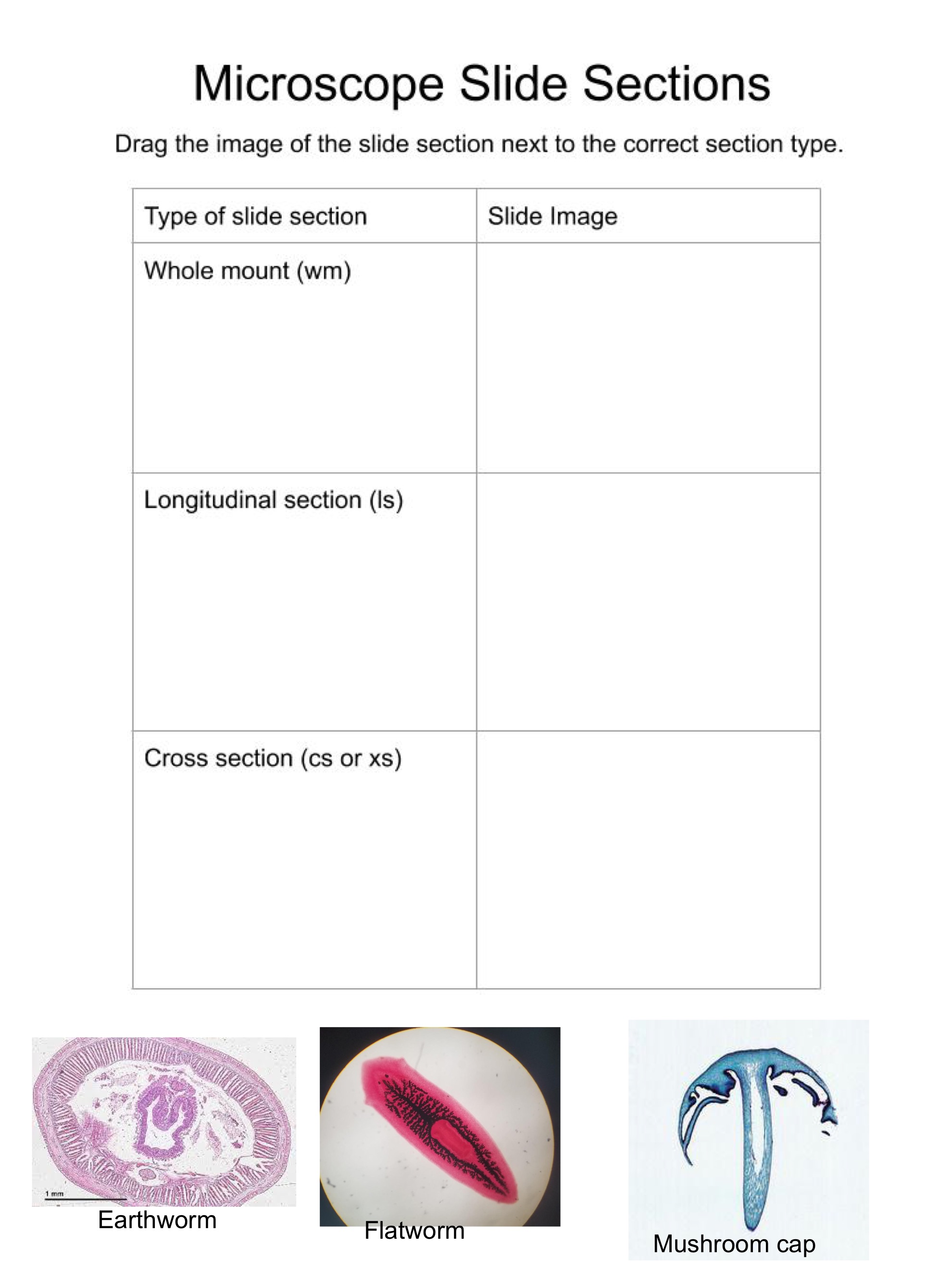 Solved Microscope Slide Sections rag the image of the slide | Chegg.com
