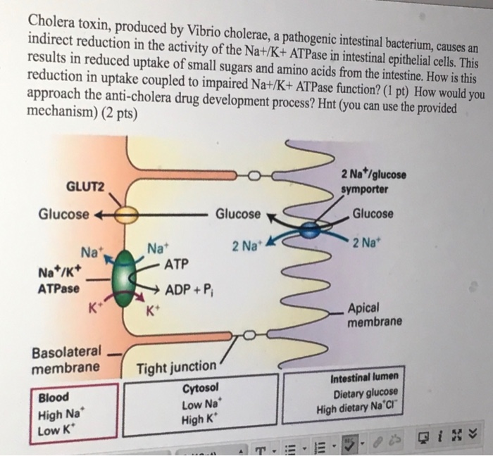 Solved holera toxin, produced by Vibrio cholerae, a | Chegg.com