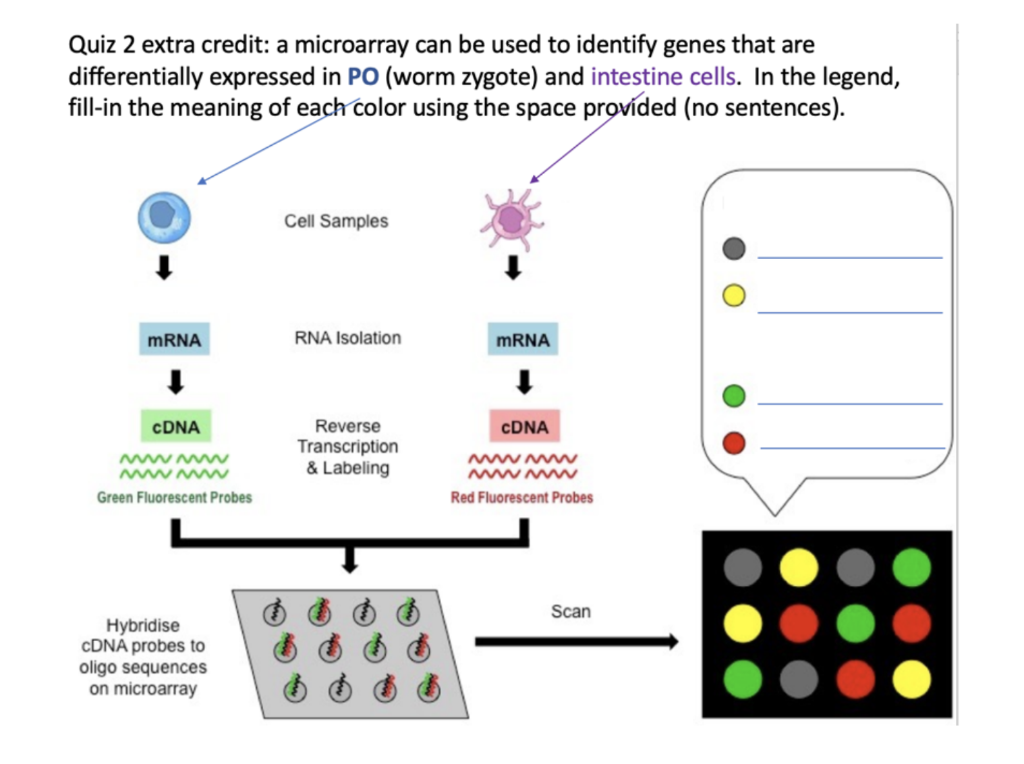 Solved Quiz 2 extra credit: a microarray can be used to | Chegg.com