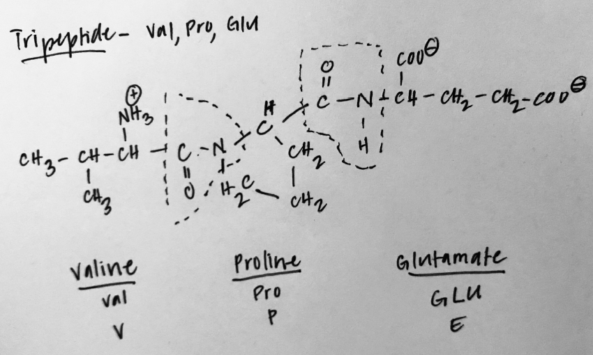 Solved 2.1 Draw the tri-peptide Valine-Proline-Glutamate in | Chegg.com