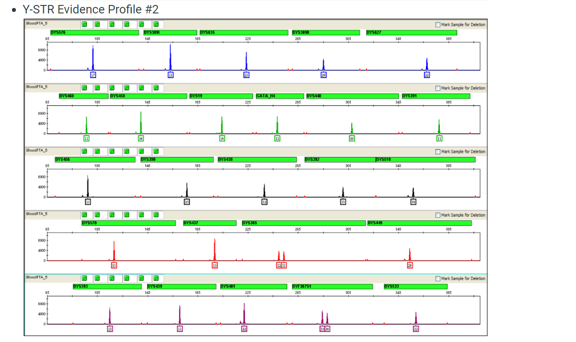 - Y-STR Evidence Profile | Chegg.com